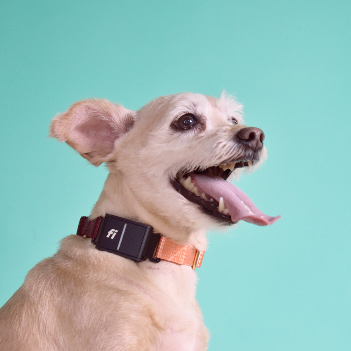 Series 3 Fi compatible martingale collar / custom colors – Major Darling