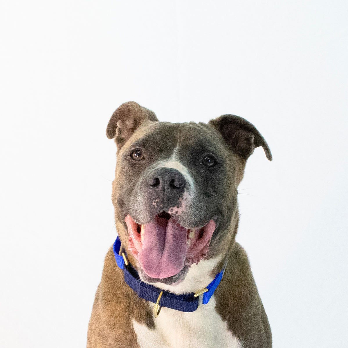 AUSTIN PETS ALIVE! DONATION PACK: martingale collars – Major Darling