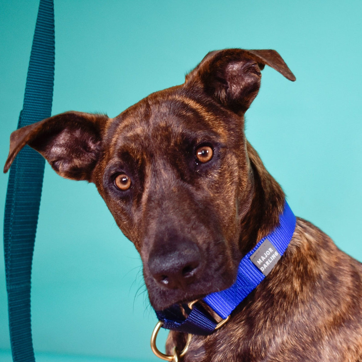 martingale collar / cobalt + navy – Major Darling