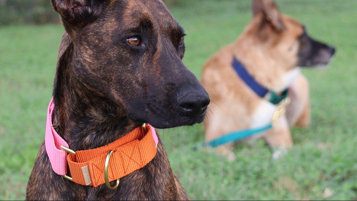 1.5" wide martingale collar – Major Darling