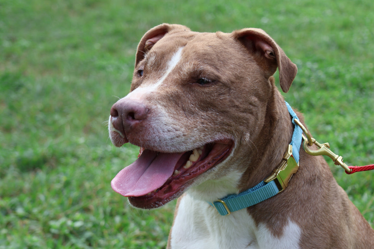 Snap Dog Collars | Comfortable Everyday Collars | Major Darling