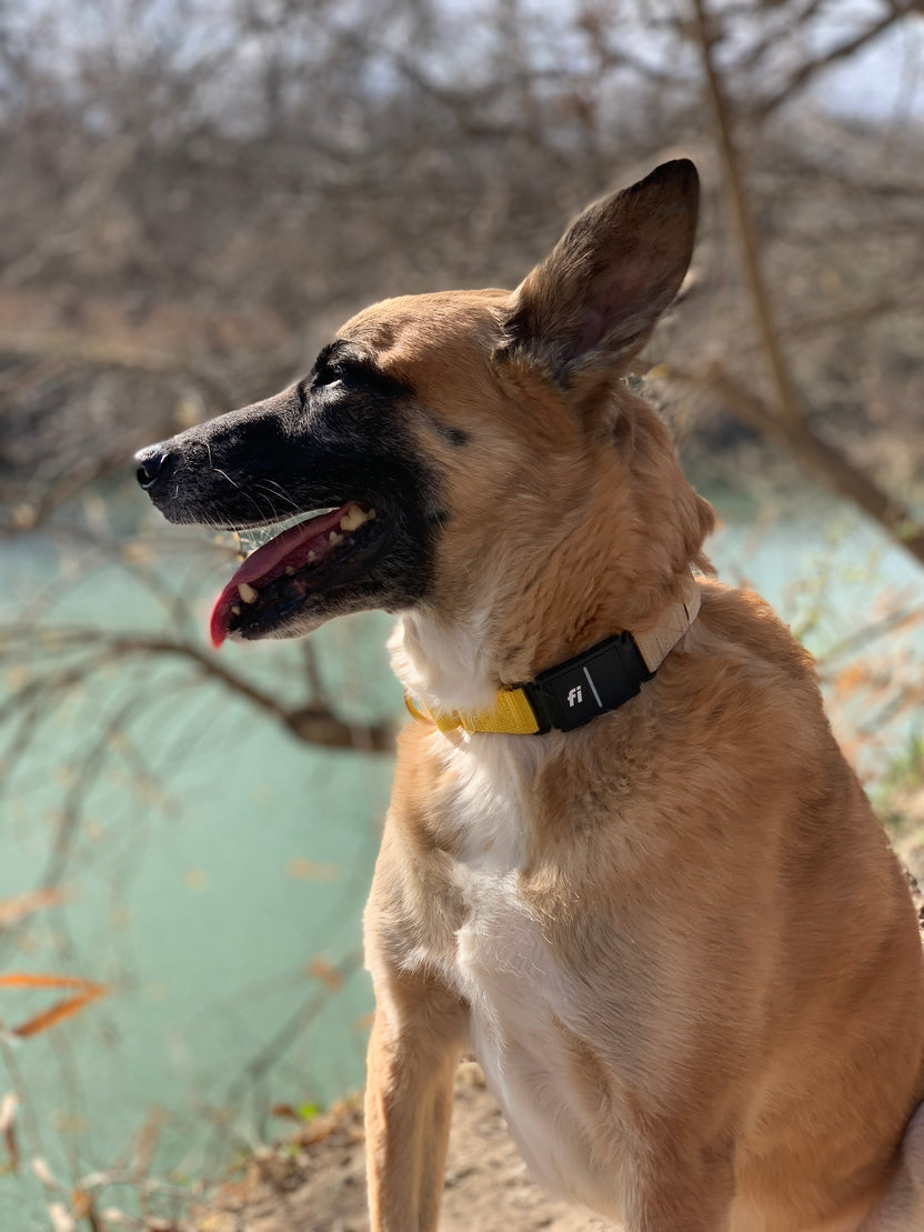 Snap Dog Collars | Comfortable Everyday Collars | Major Darling