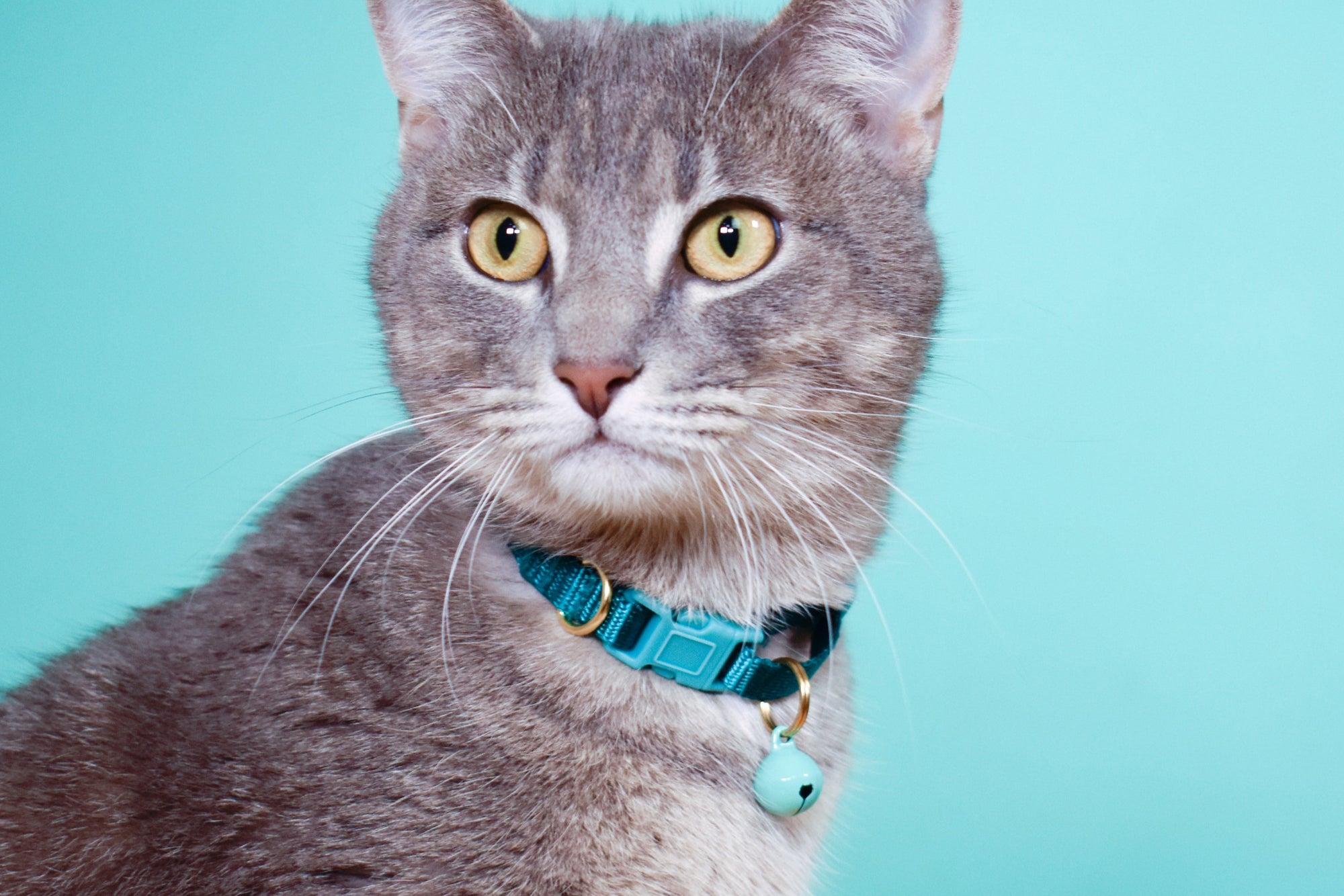 breakaway cat collars – Major Darling