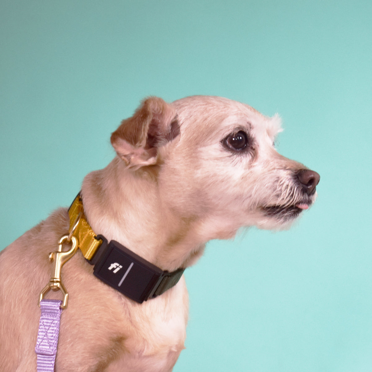 Series 3 Fi compatible snap collar / custom colors – Major Darling