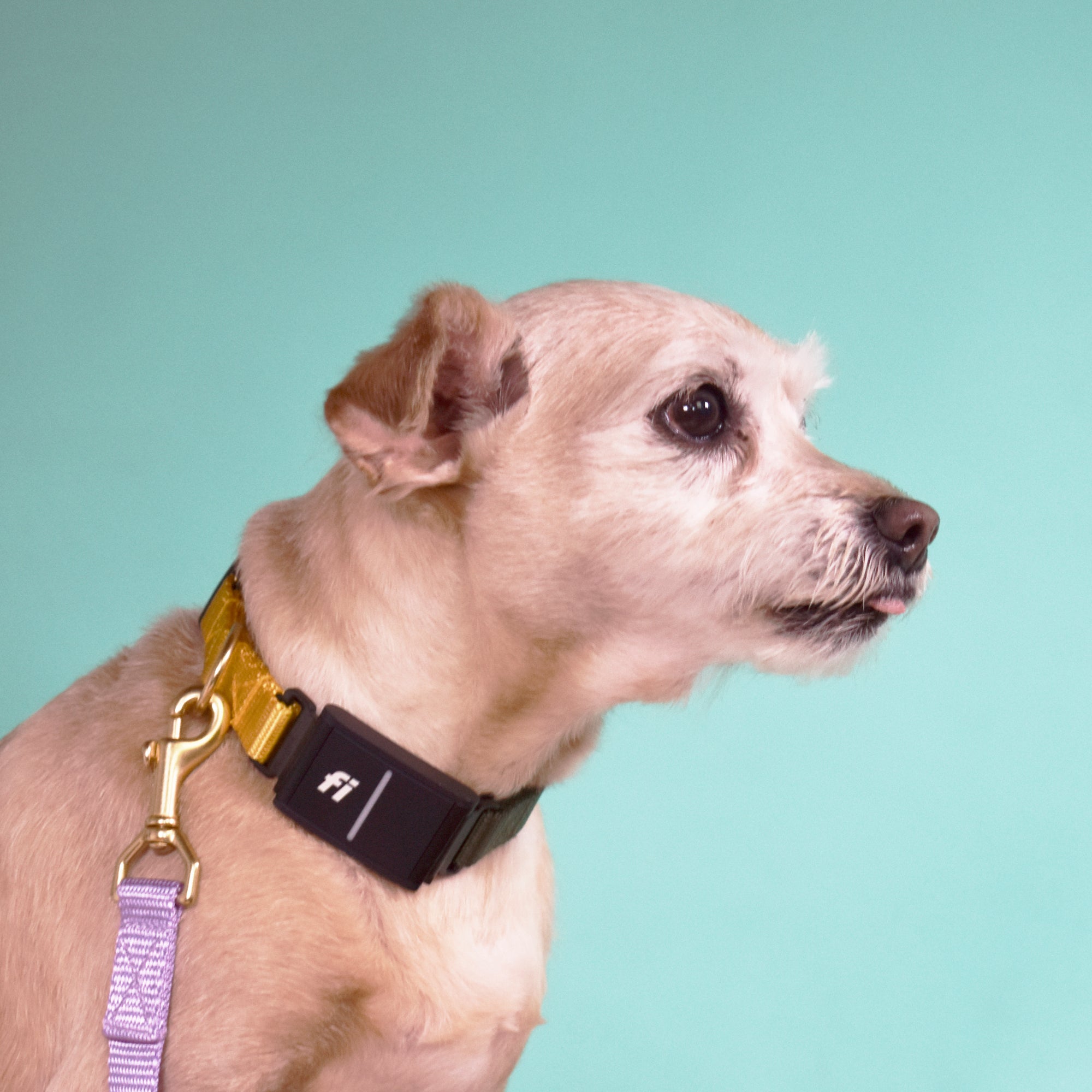 Series 3 Fi compatible snap collar / custom colors – Major Darling