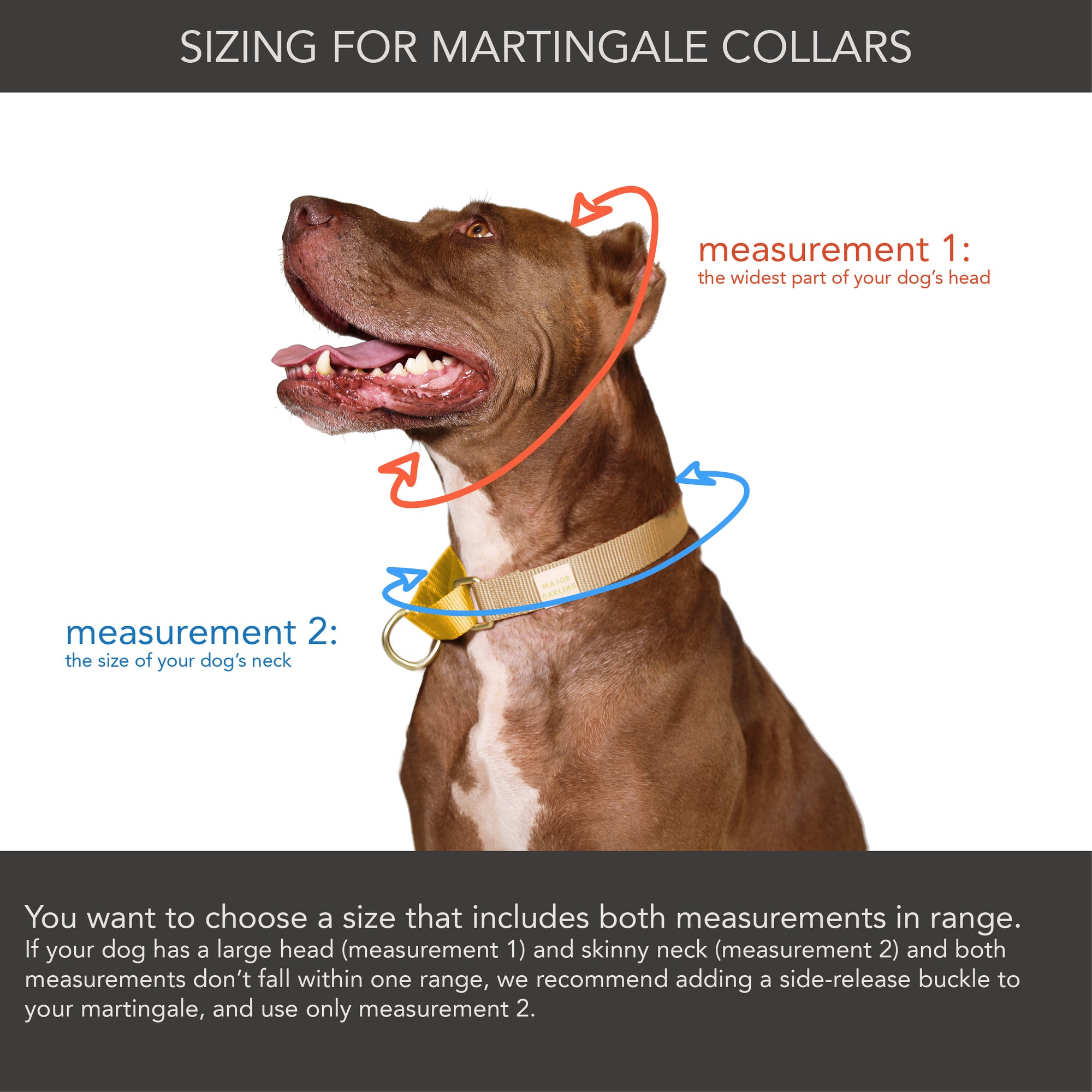 martingale collar / CUSTOM COLORS – Major Darling
